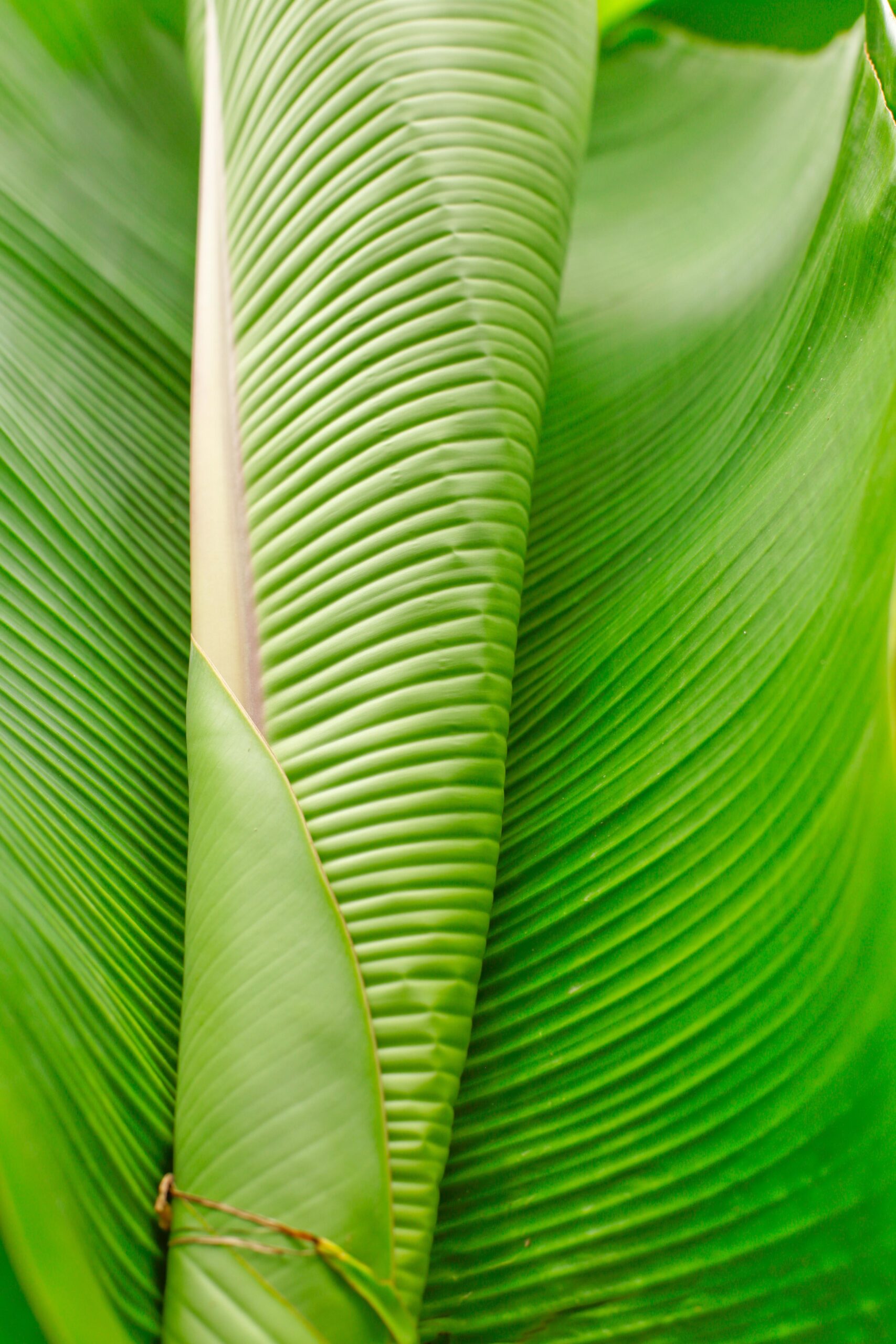 Elloa - Notre technologie innovante pour cultiver notre Chlorelle